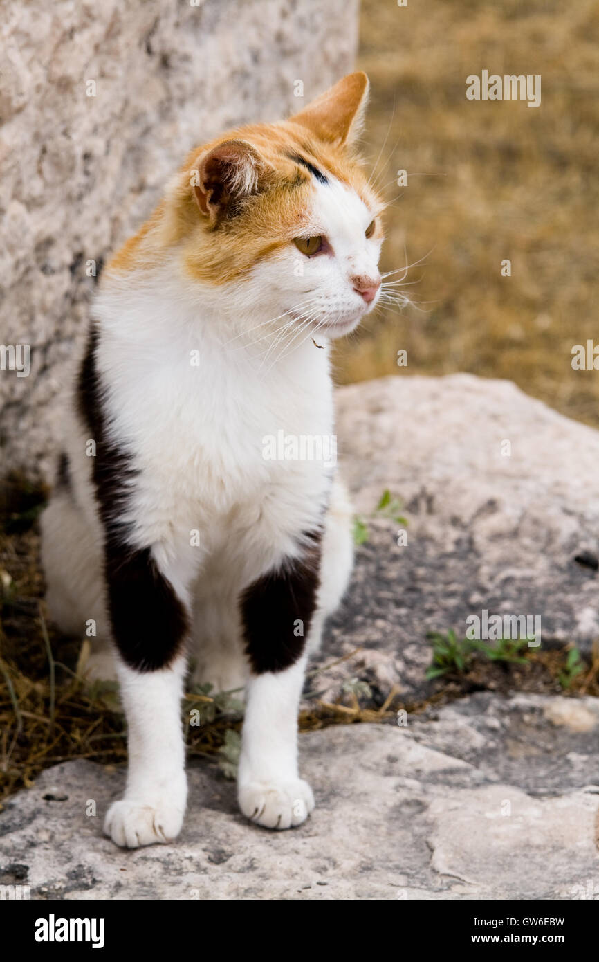Tri-color cat who lives in the ruins of Athens, Greece Stock Photo - Alamy