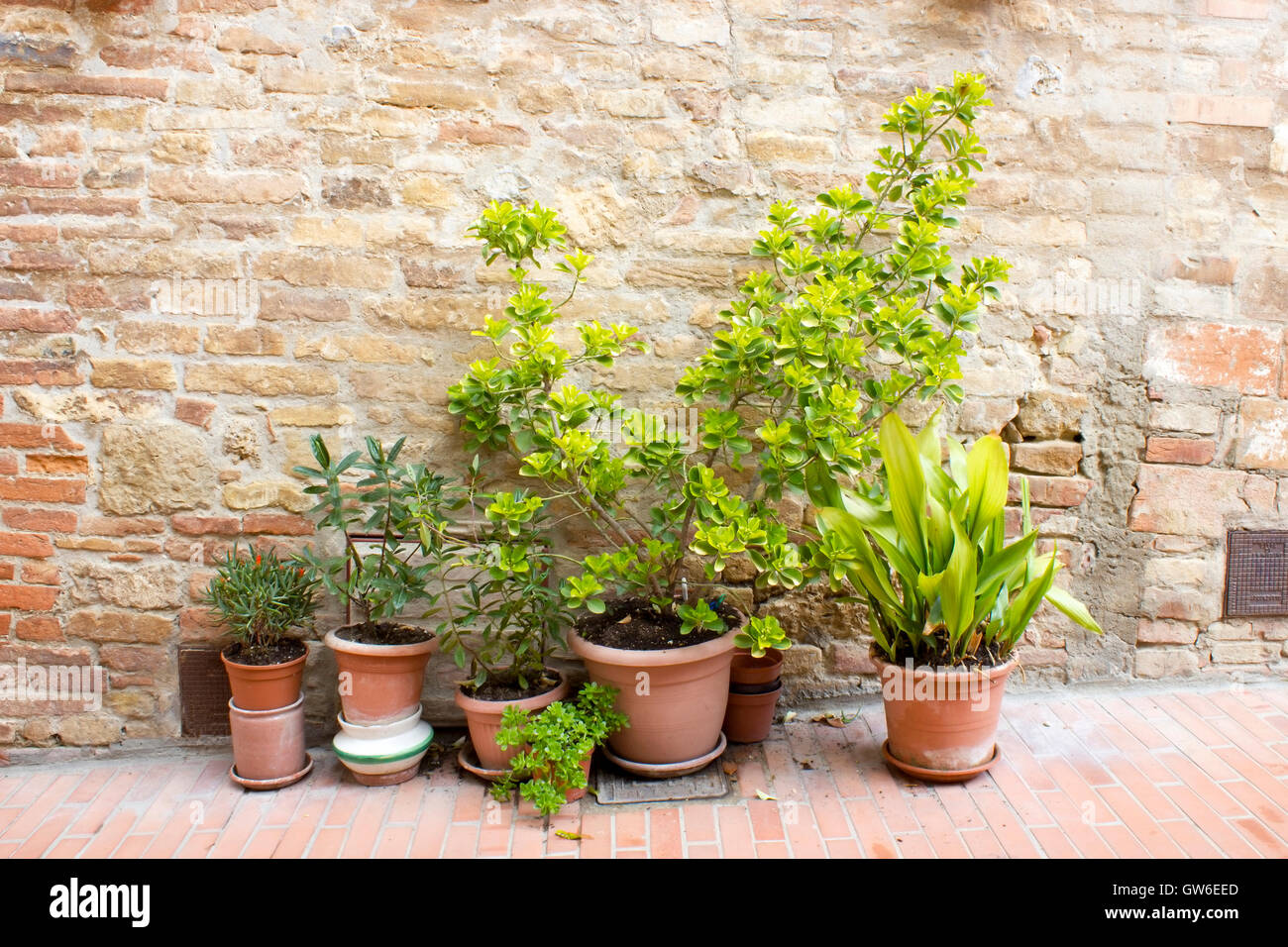Row of pots with plants on a brick wall background Stock Photo - Alamy