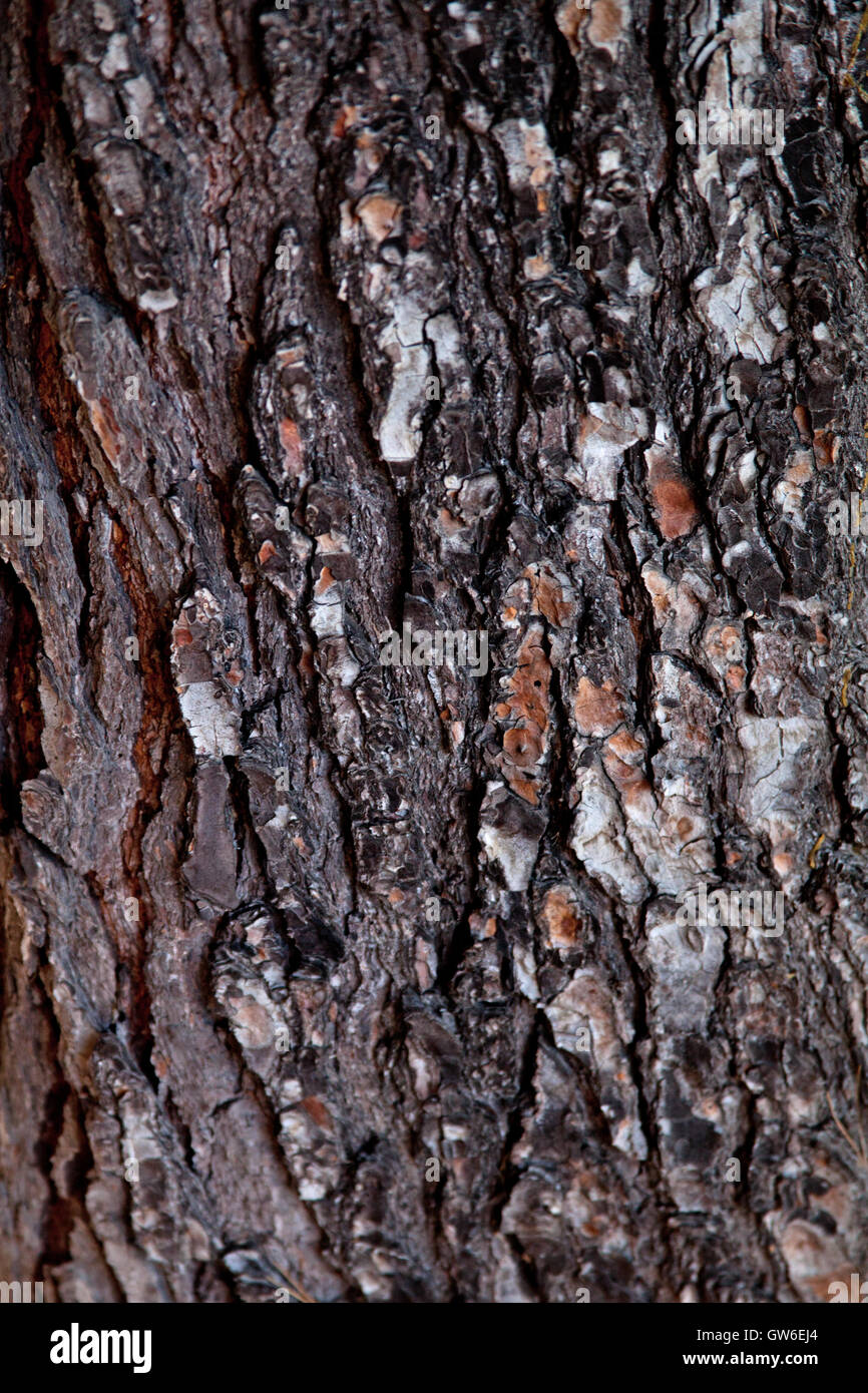 old tree texture Stock Photo - Alamy