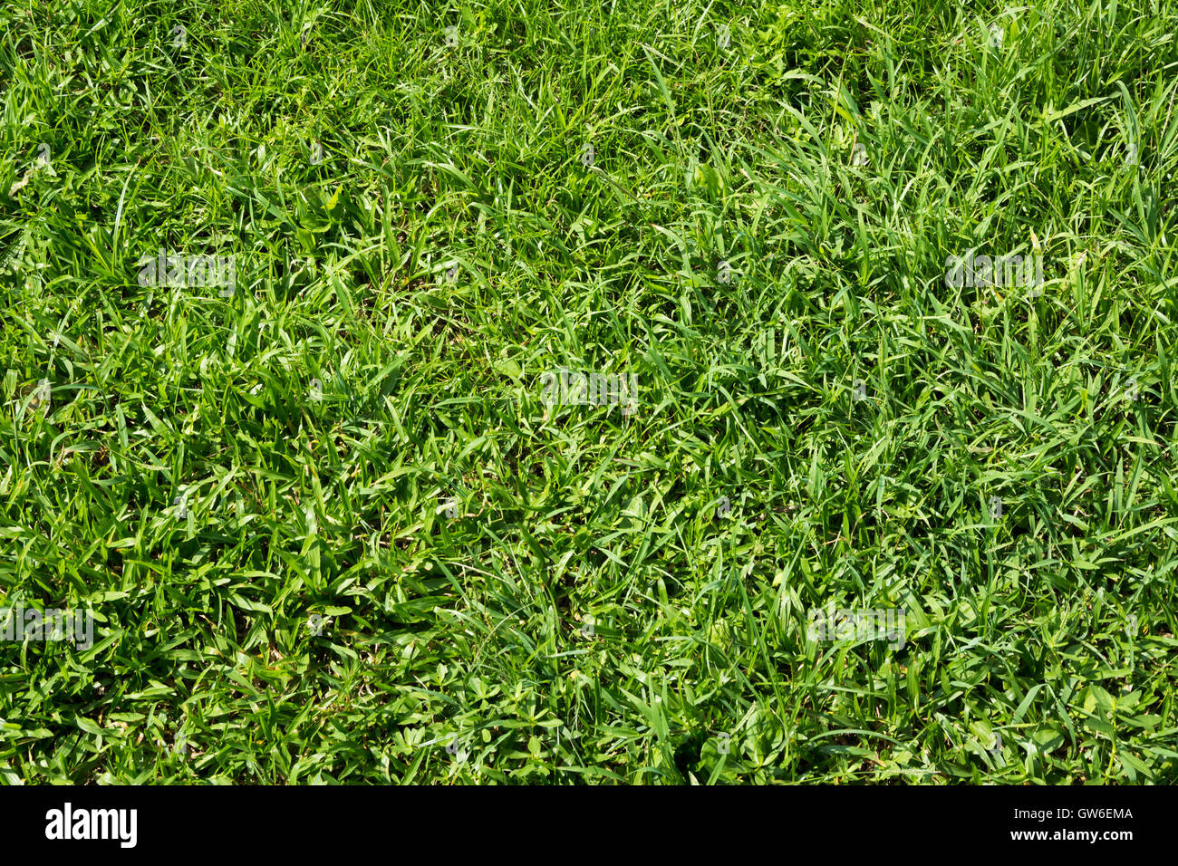 Green grass background Stock Photo - Alamy