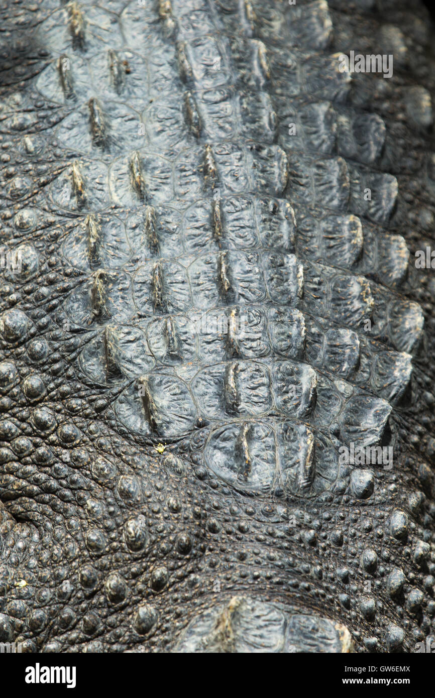 Crocodile skin texture Stock Photo - Alamy