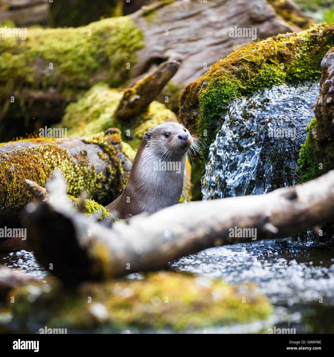 Eurasian otter (Lutra lutra Stock Photo - Alamy