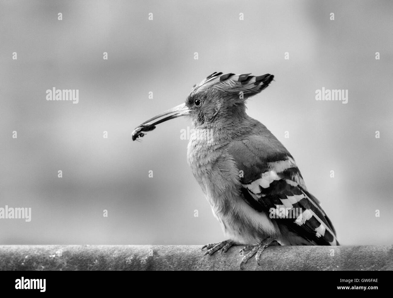 City na Black and White Stock Photos & Images - Alamy