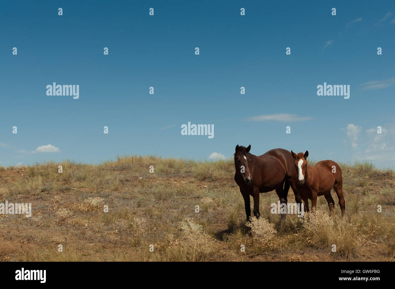Animals of steppe hi-res stock photography and images - Alamy