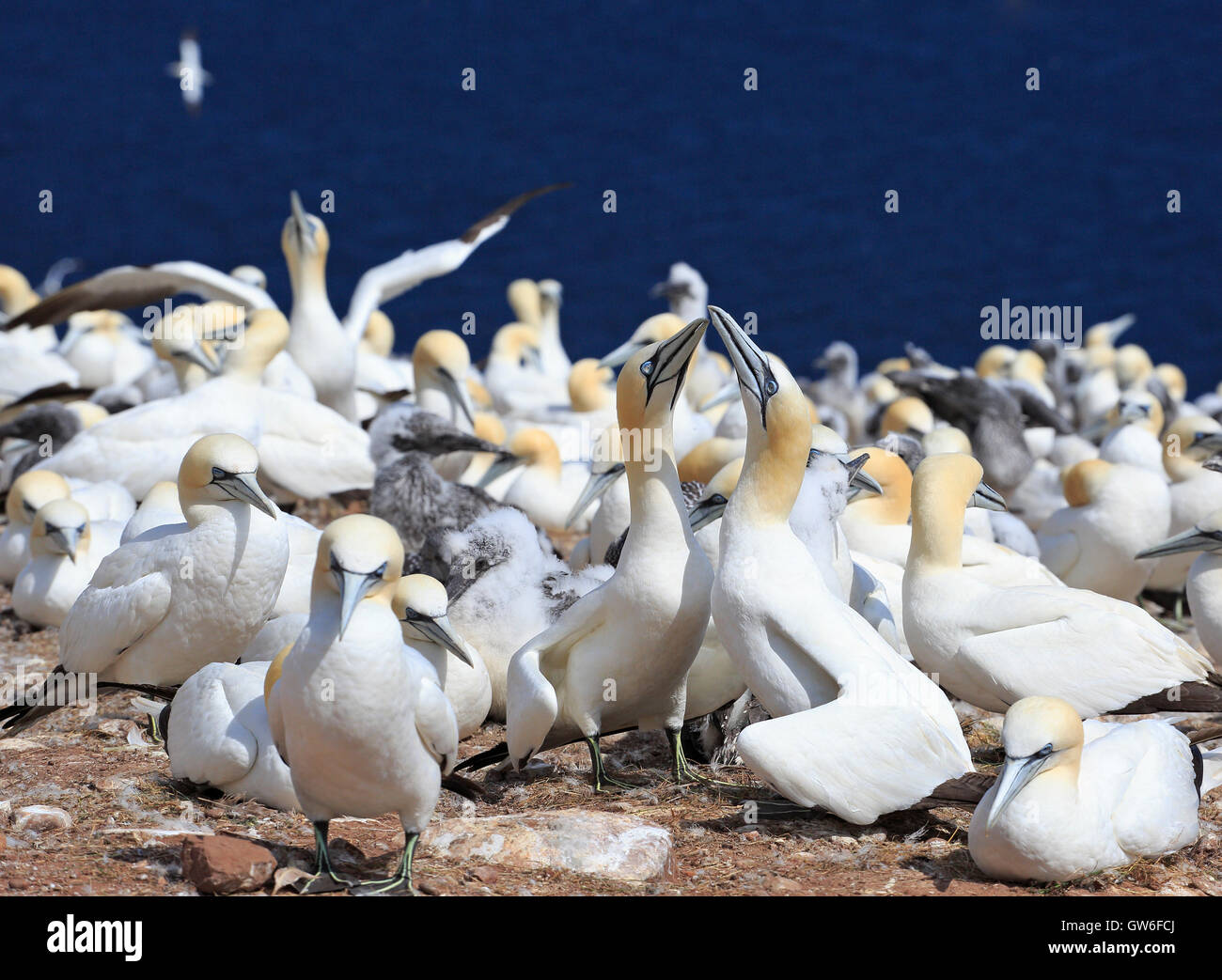 Northern gannets hi-res stock photography and images - Alamy