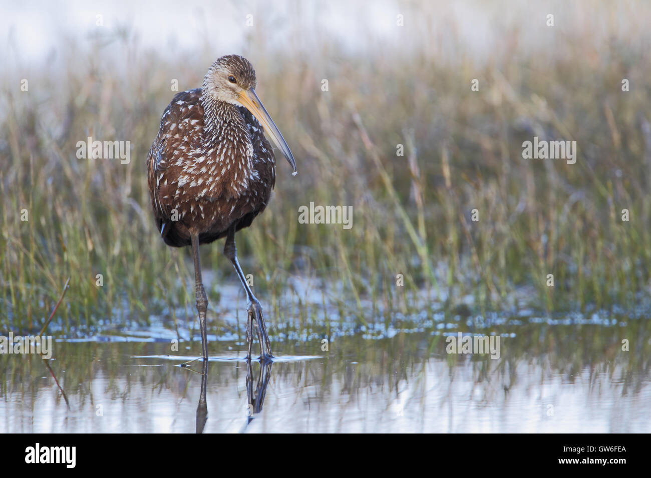 Limpkin (Aramus guarauna) standing at waterfront, Cypress Lake, Florida ...