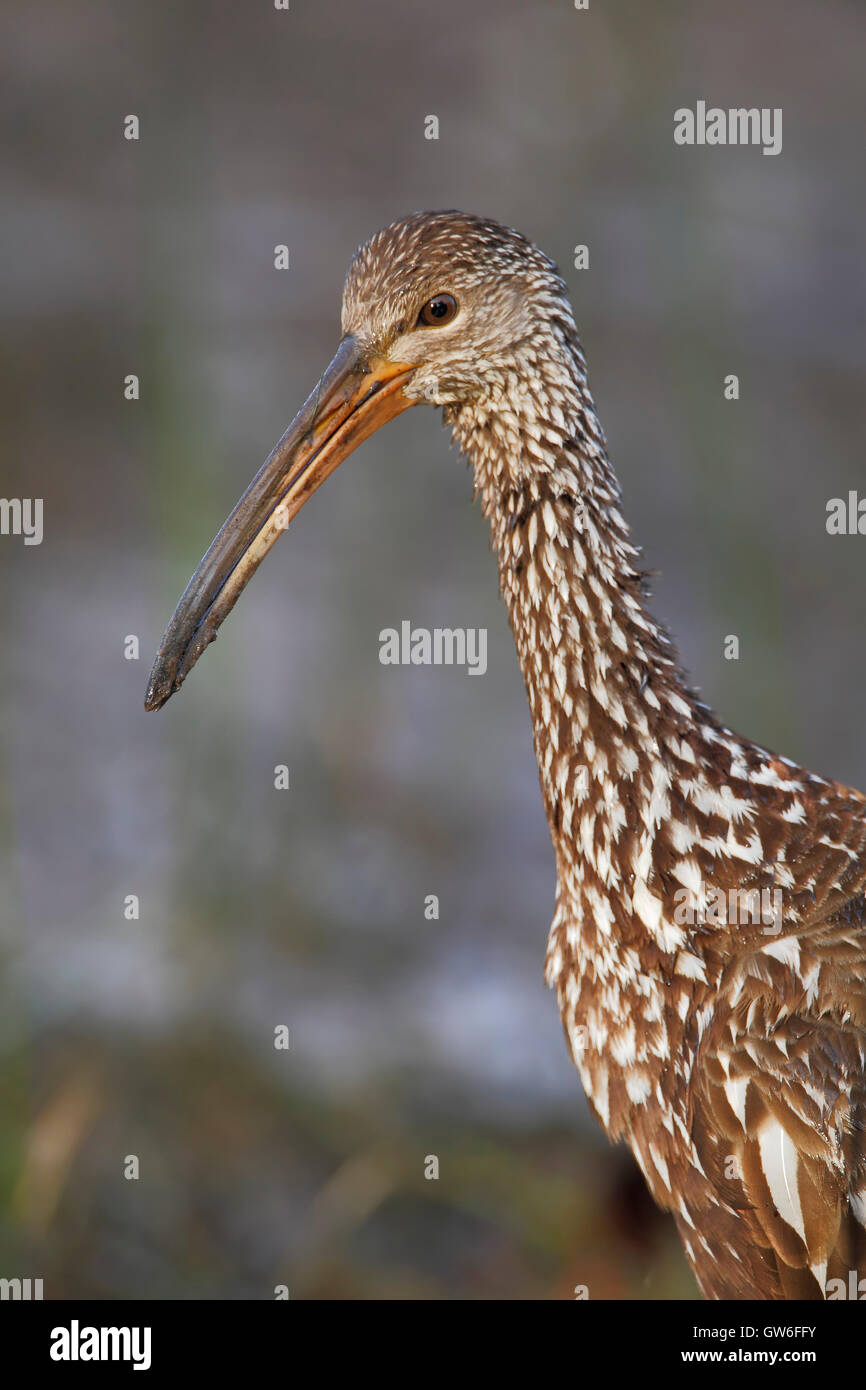 Limpkin (Aramus guarauna) portrait, Cypress Lake, Florida, USA Stock ...