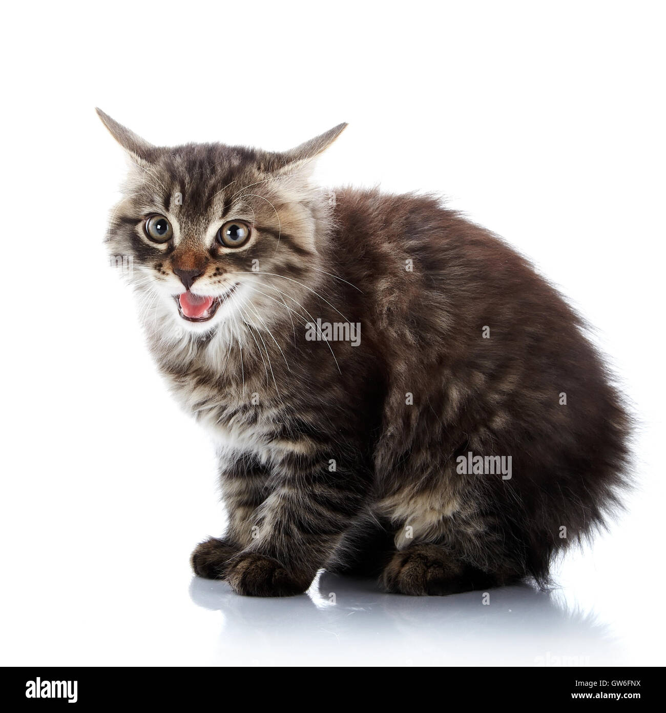Tail vertebrate angry kitten hi-res stock photography and images - Alamy