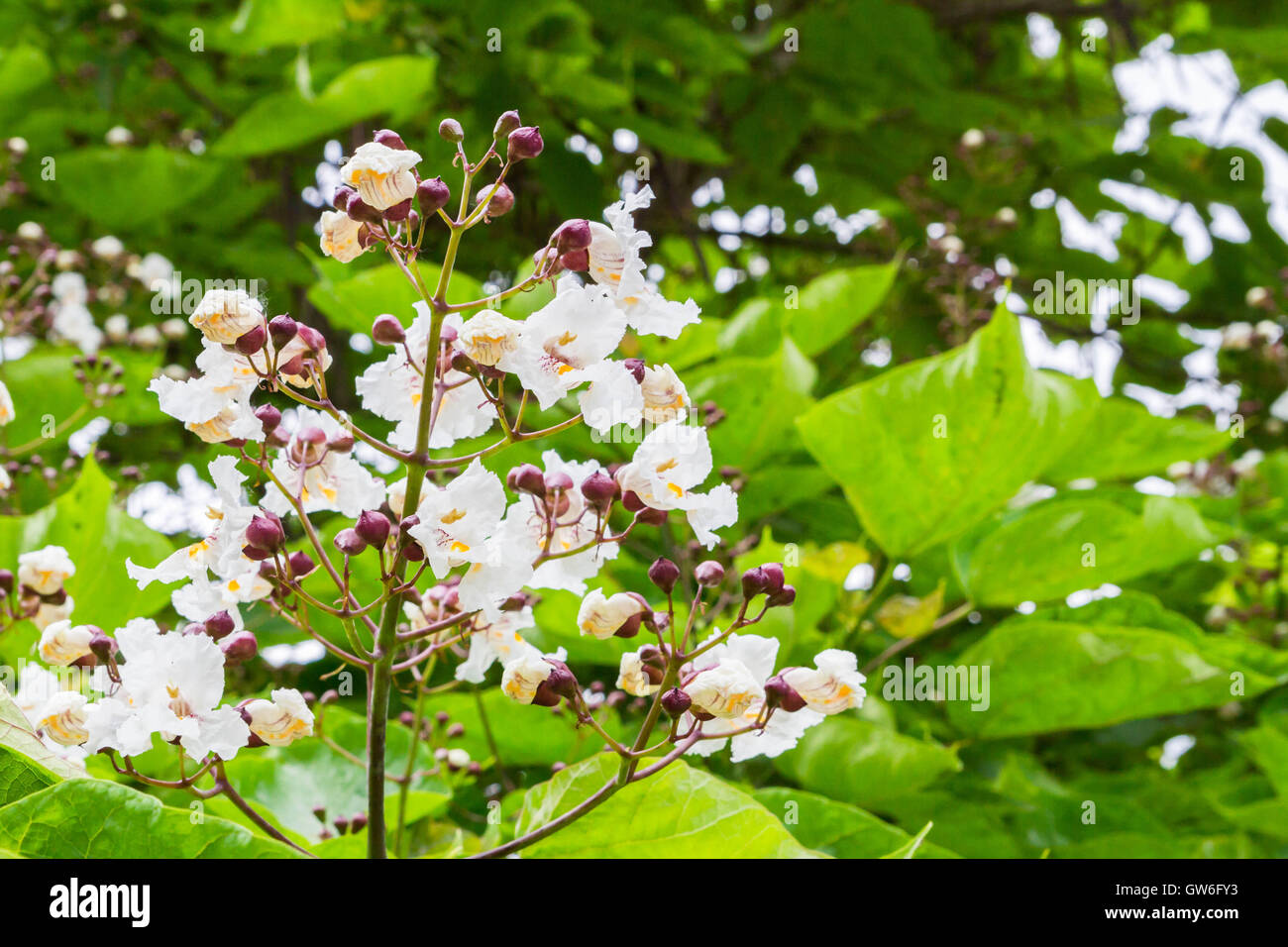 Flowering tree in the summer Stock Photo - Alamy