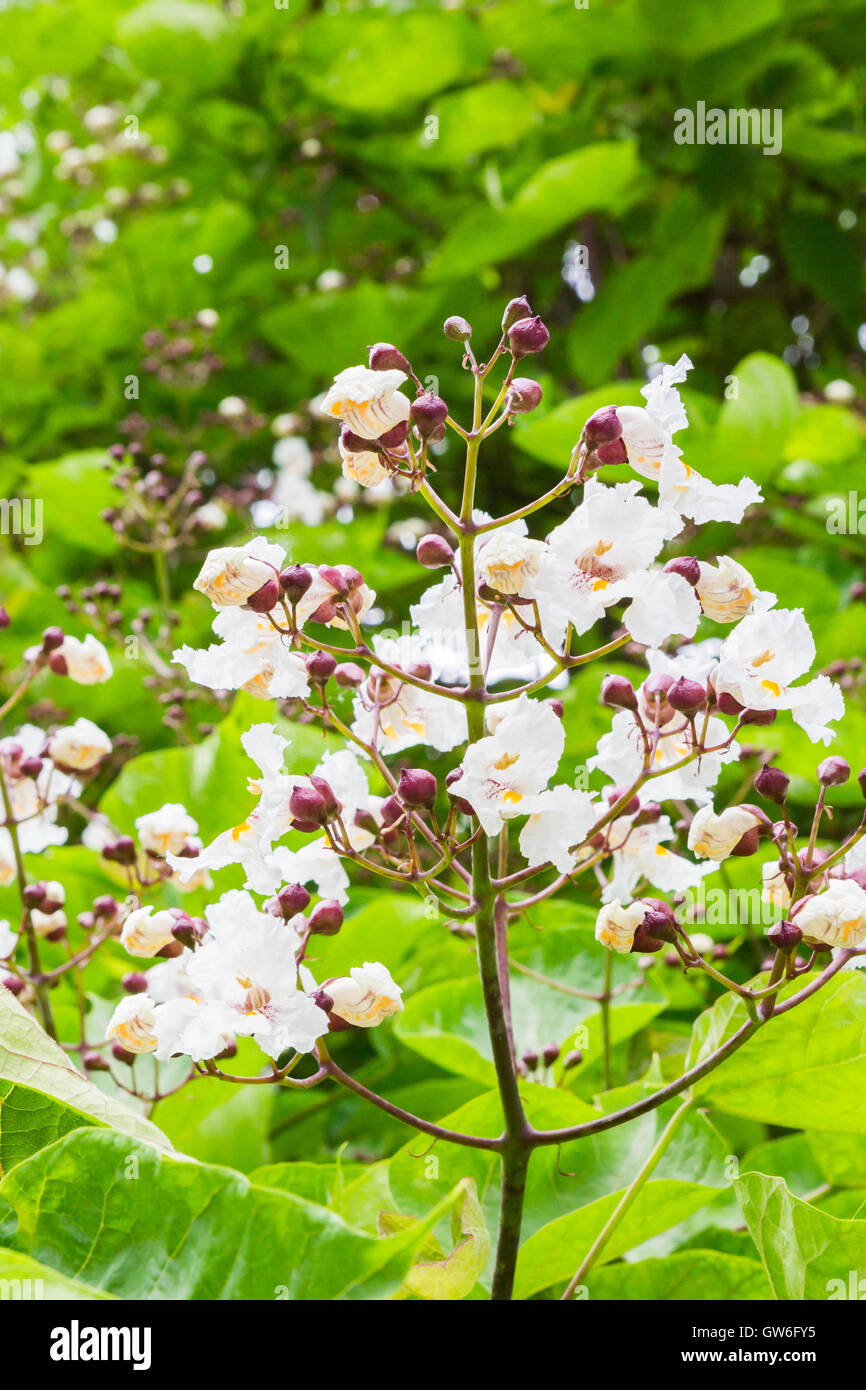 Flowering tree in the summer Stock Photo - Alamy