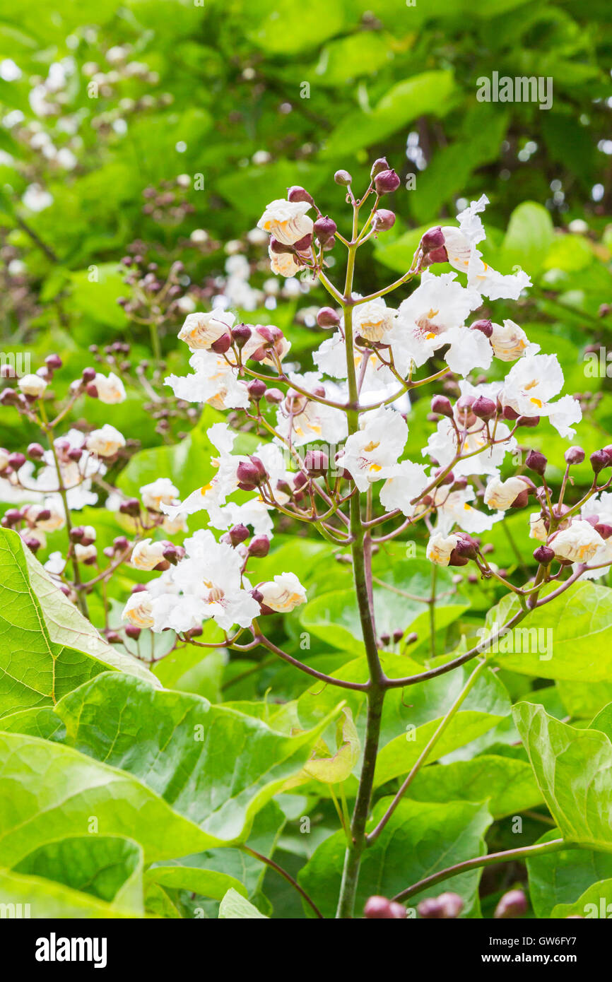 Flowering tree in the summer Stock Photo - Alamy