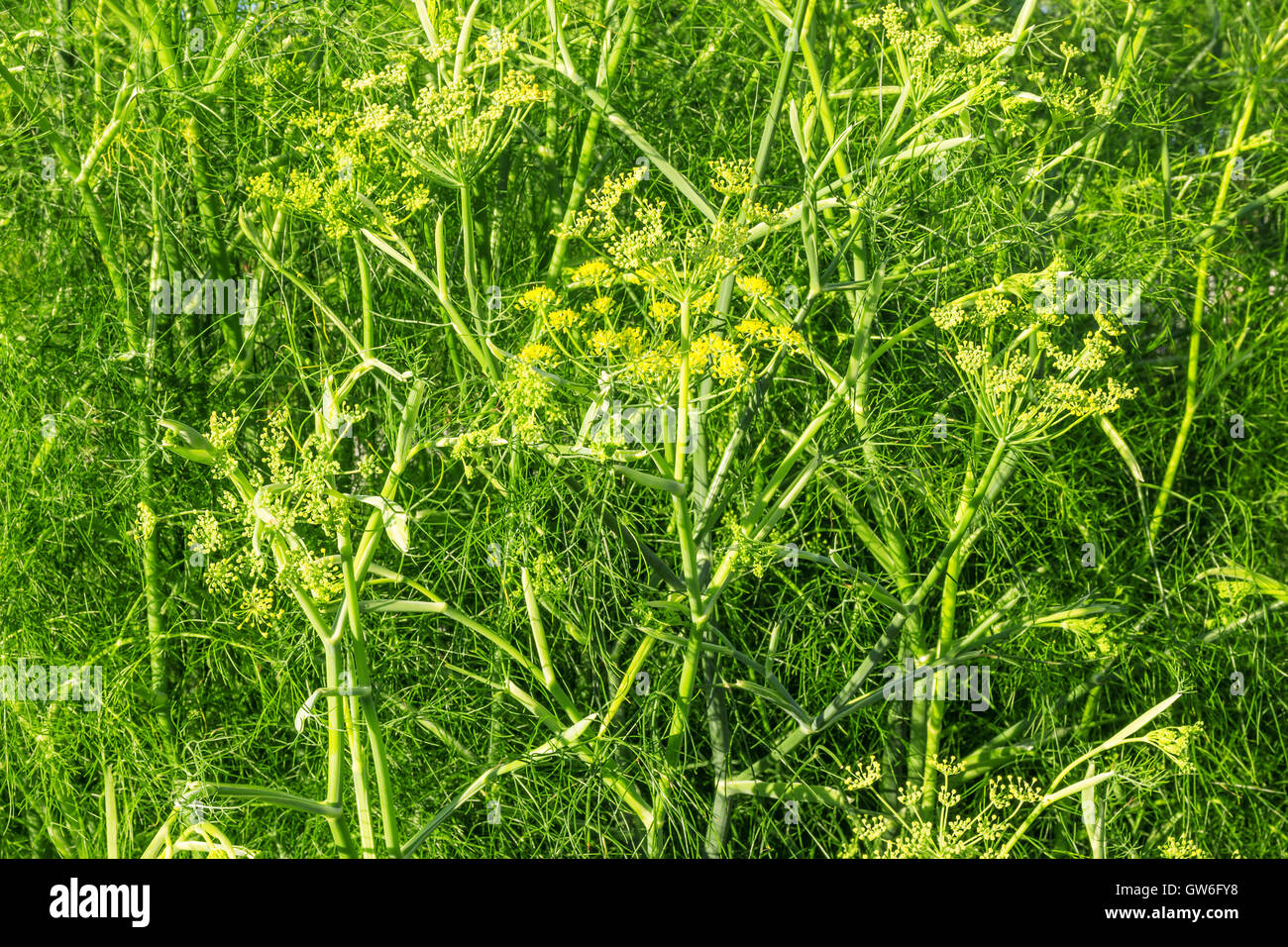 Dill growing in the garden Stock Photo - Alamy