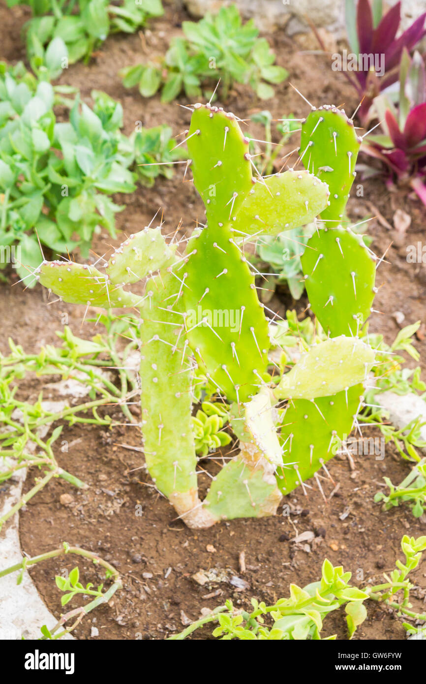 Cactus in the garden in summer Stock Photo - Alamy