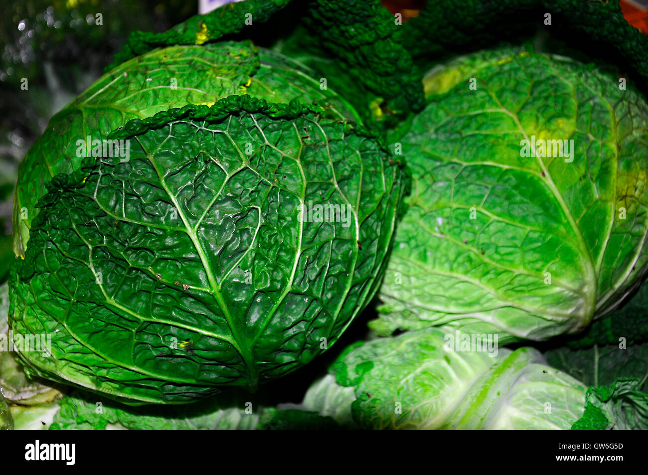 Spring cabbage isolated hi-res stock photography and images - Alamy