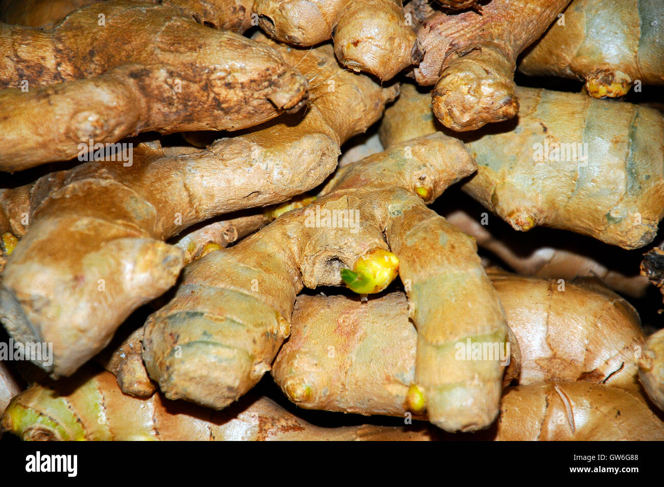 Ginger exposed in the shop Stock Photo - Alamy