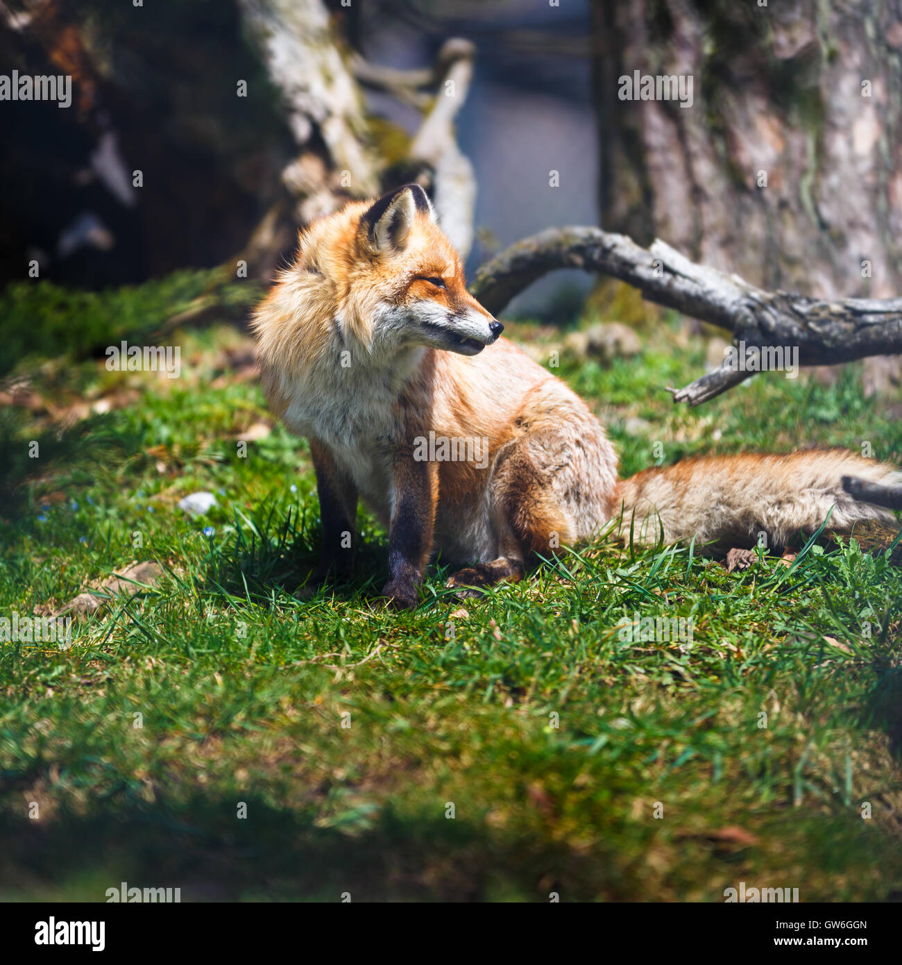 Red Fox (Vulpes vulpes Stock Photo - Alamy