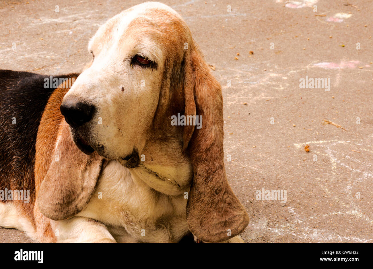 Basset blue background hi-res stock photography and images - Alamy