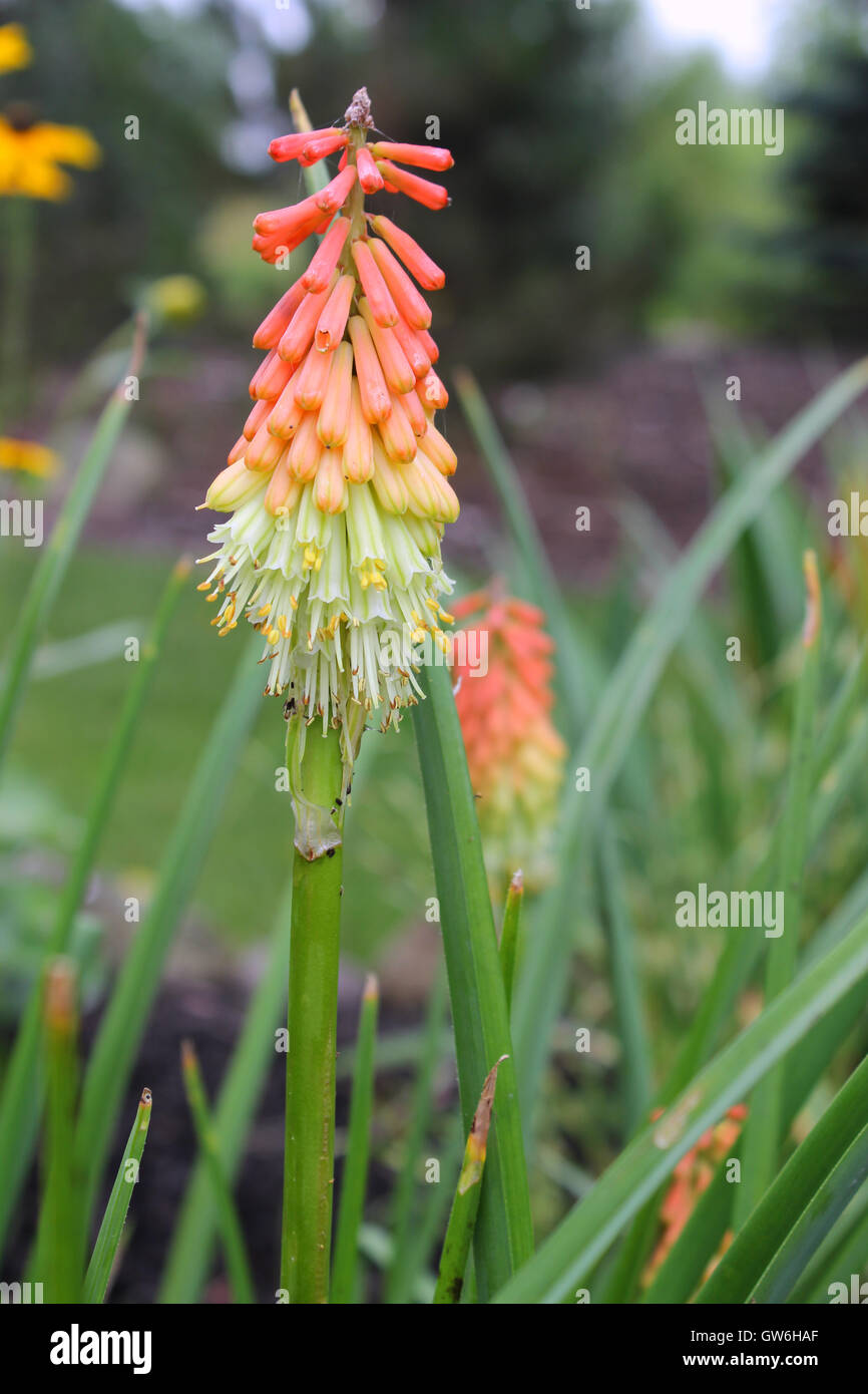 Torch Lily Flower Stock Photo - Alamy
