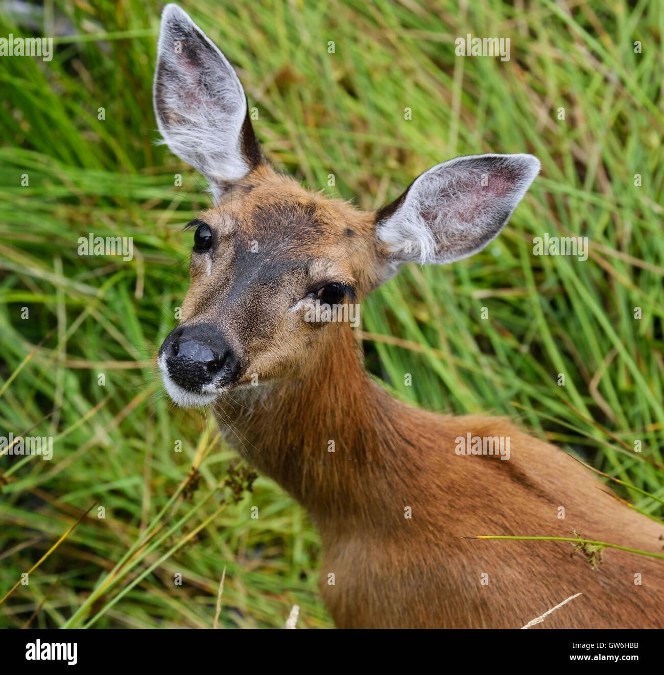 Whitetail Deer Female Stock Photo - Alamy