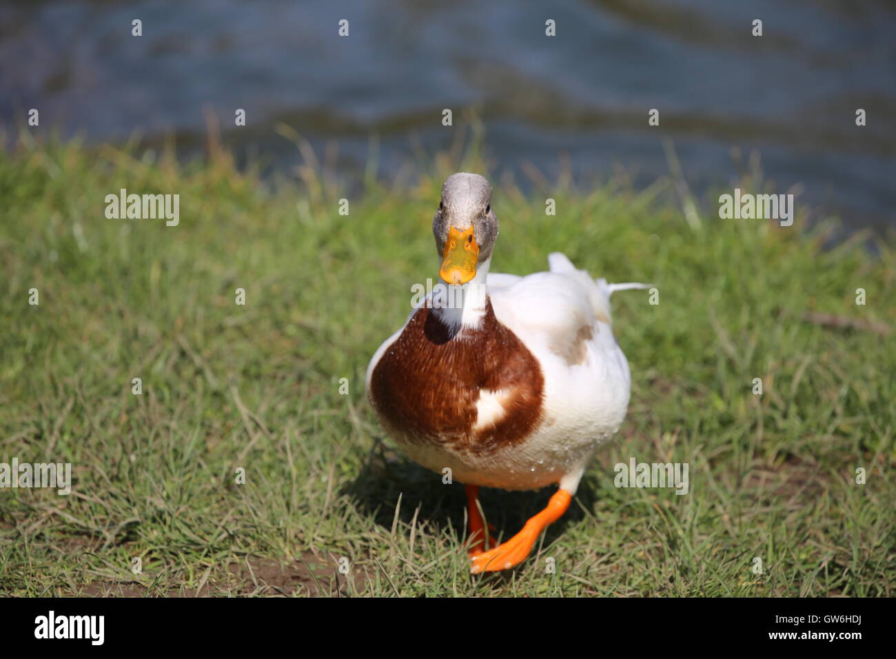 Inquisitive duck hi-res stock photography and images - Alamy