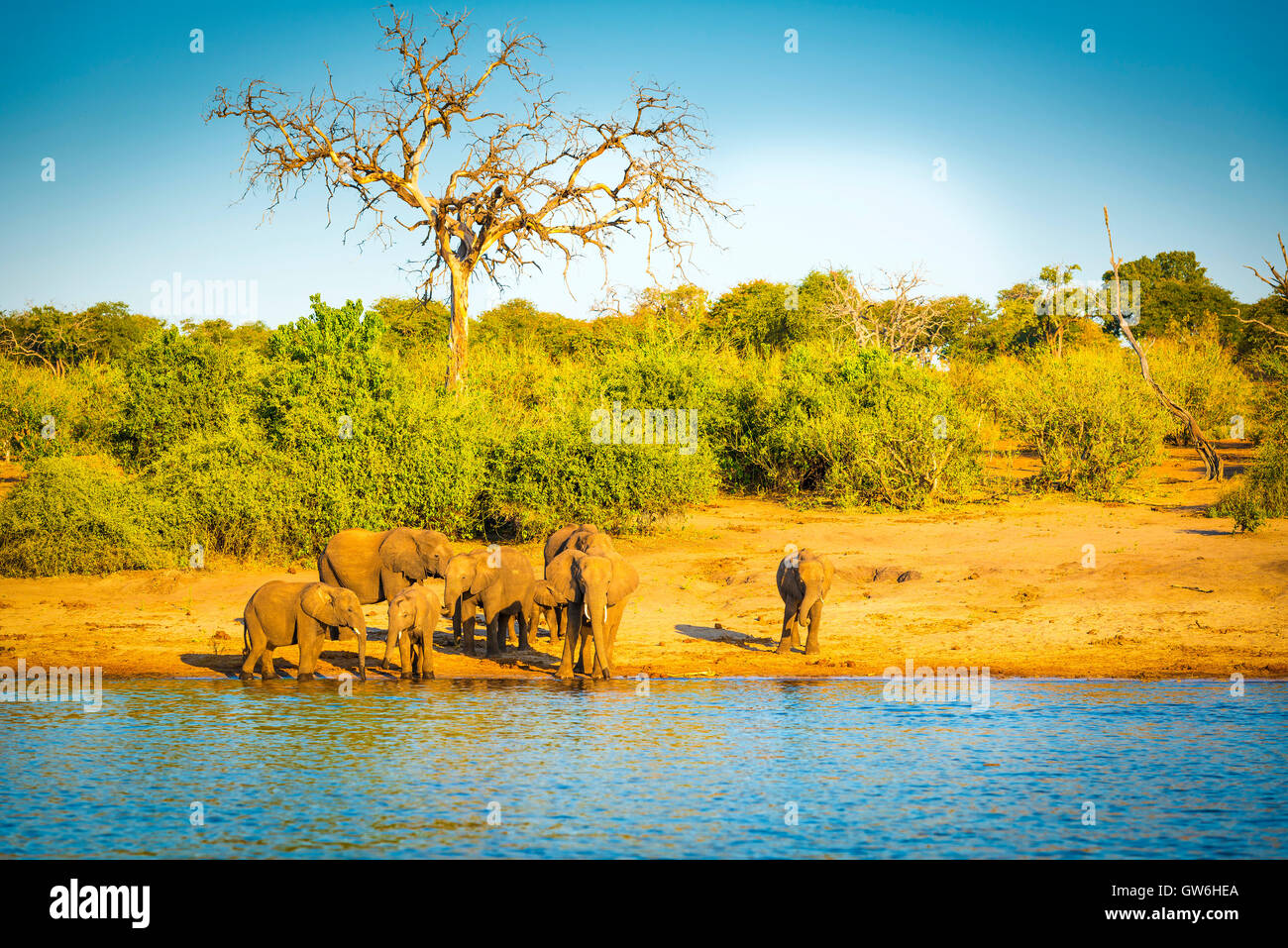 Elephant in chobe river hi-res stock photography and images - Alamy