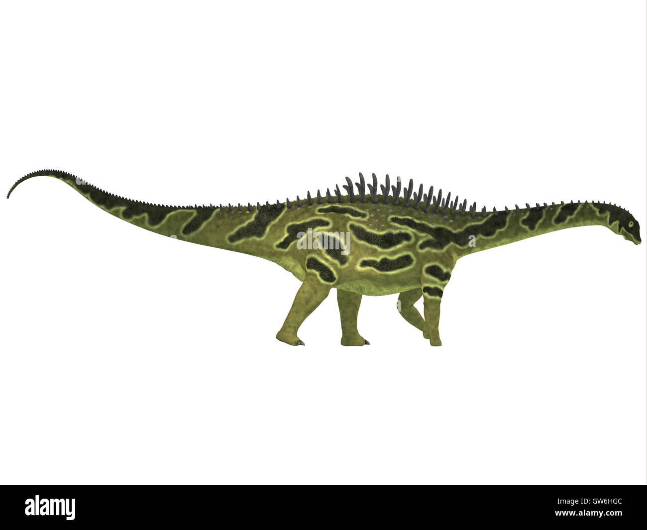 Agustinia on White Stock Photo - Alamy