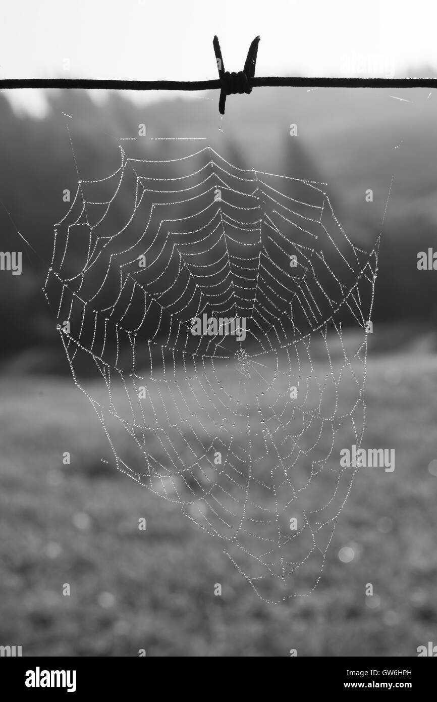 Spiders in web on Black and White Stock Photos & Images - Alamy