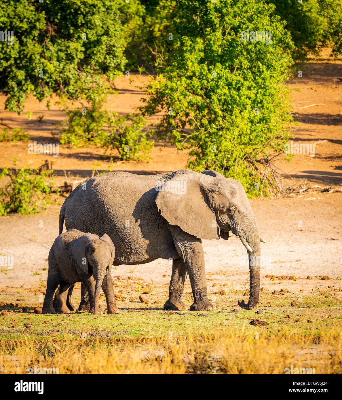Elephant parent cares for its young baby calf in Botswana Stock Photo ...