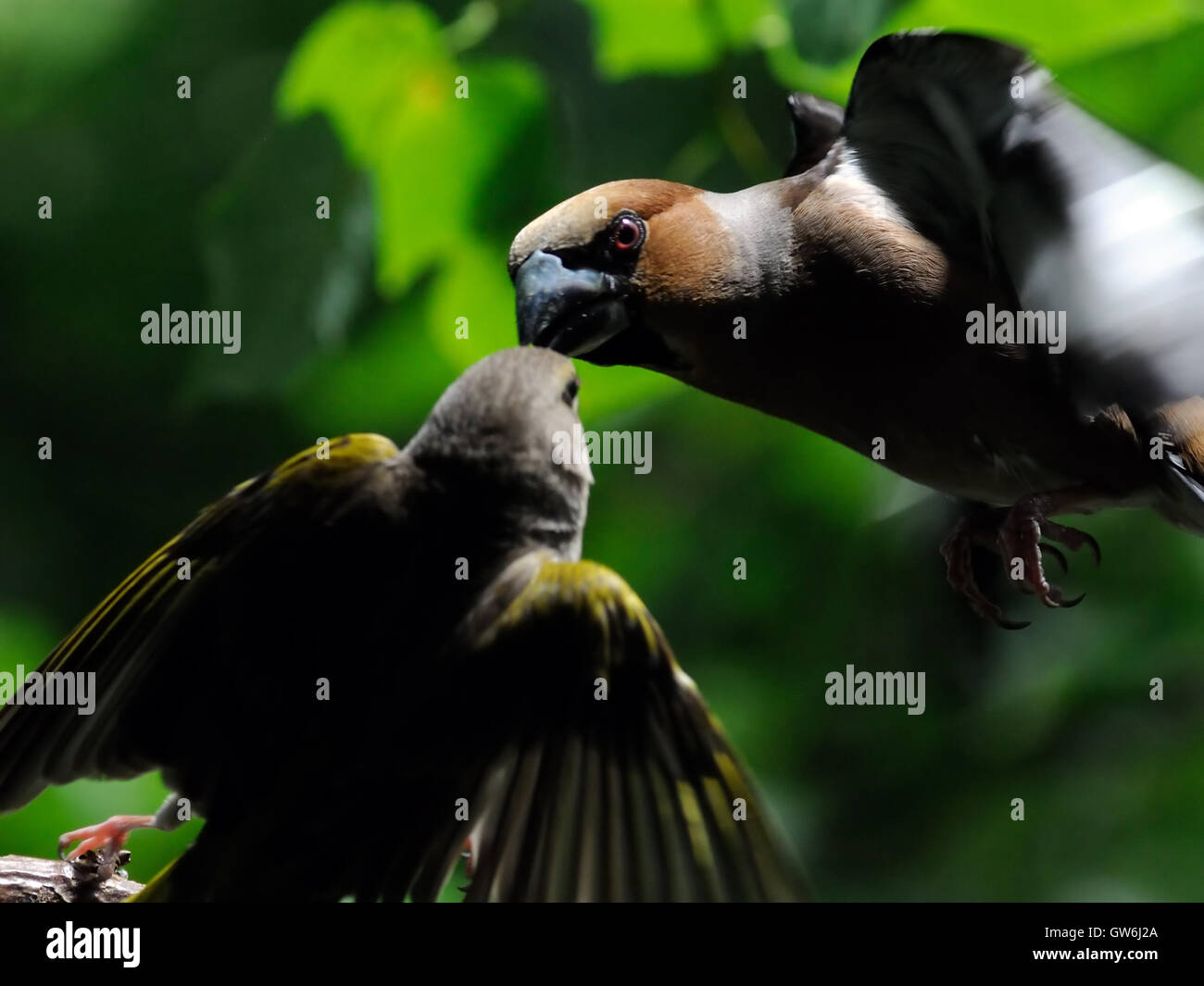 Flying Hawfinch (Coccothraustes coccothraustes) and perching Greenfinch ...