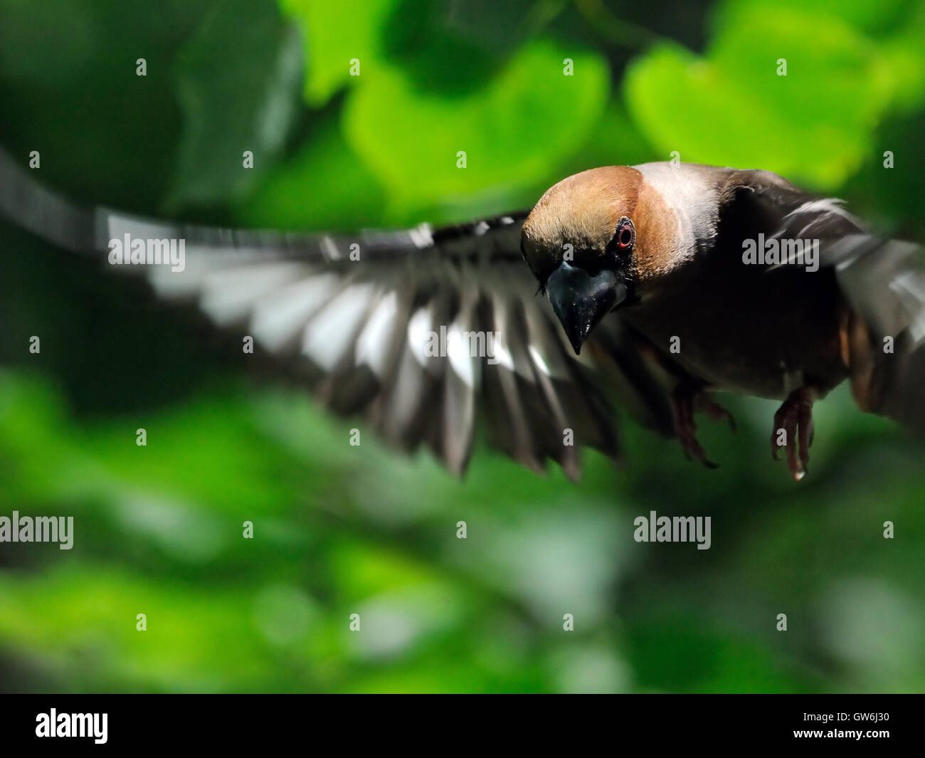 Flying Hawfinch (Coccothraustes coccothraustes) among tree leaves in ...