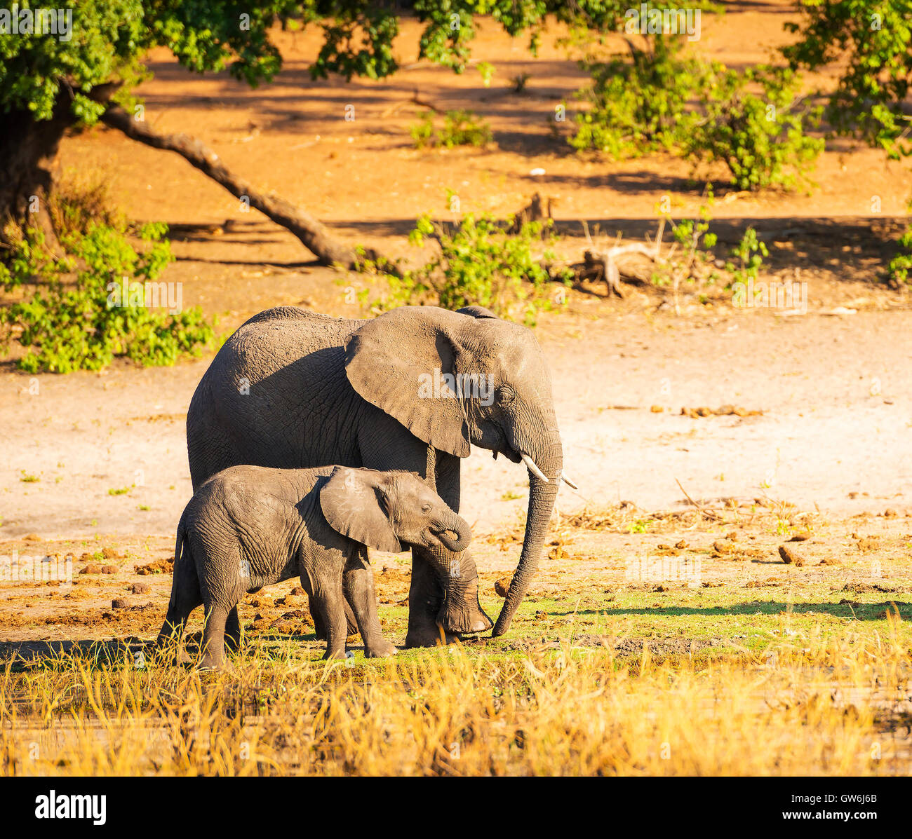 Elephant parent cares for its young baby calf in Botswana Stock Photo ...
