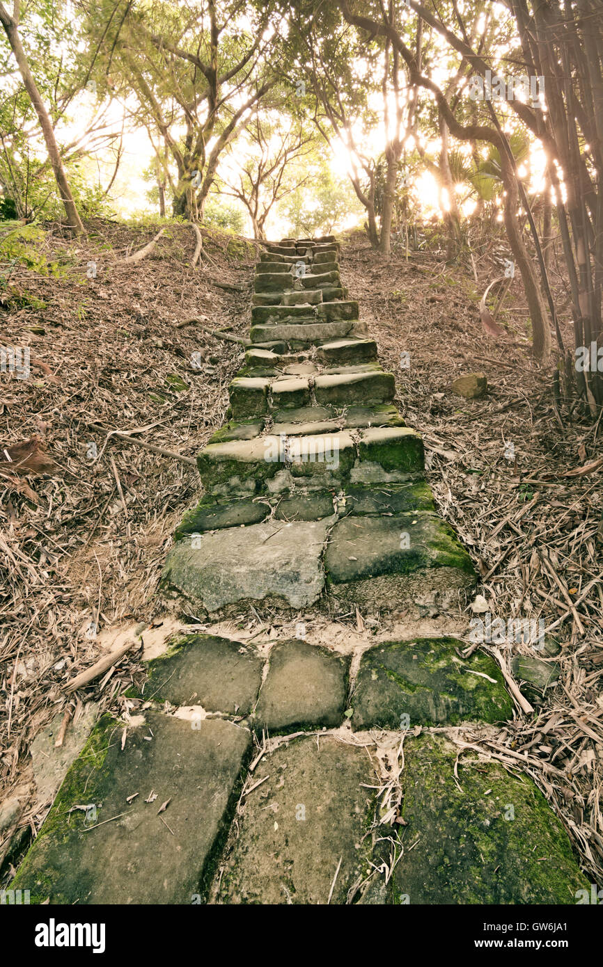 Forest pathway with stairs Stock Photo - Alamy
