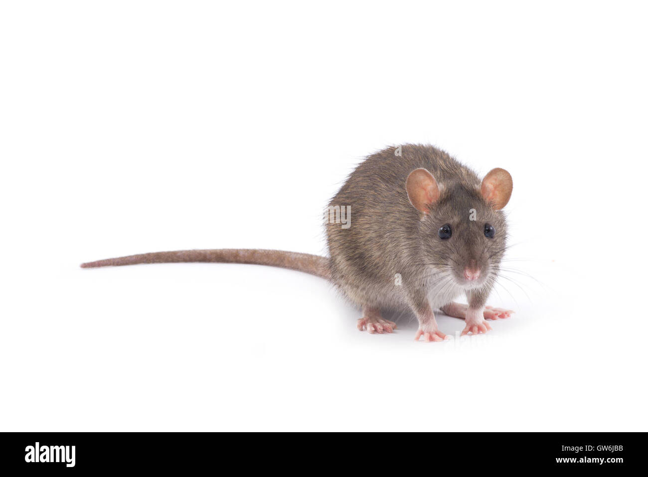 Rat with fluffy tail hi-res stock photography and images - Alamy