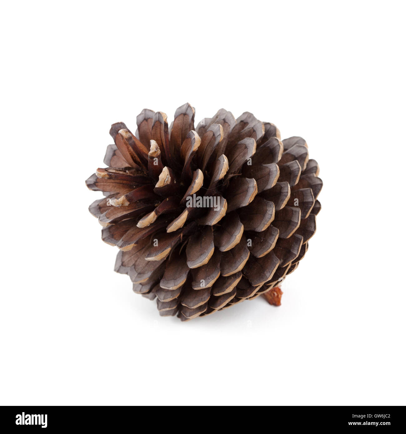 Cedar pine cone Cut Out Stock Images & Pictures - Alamy