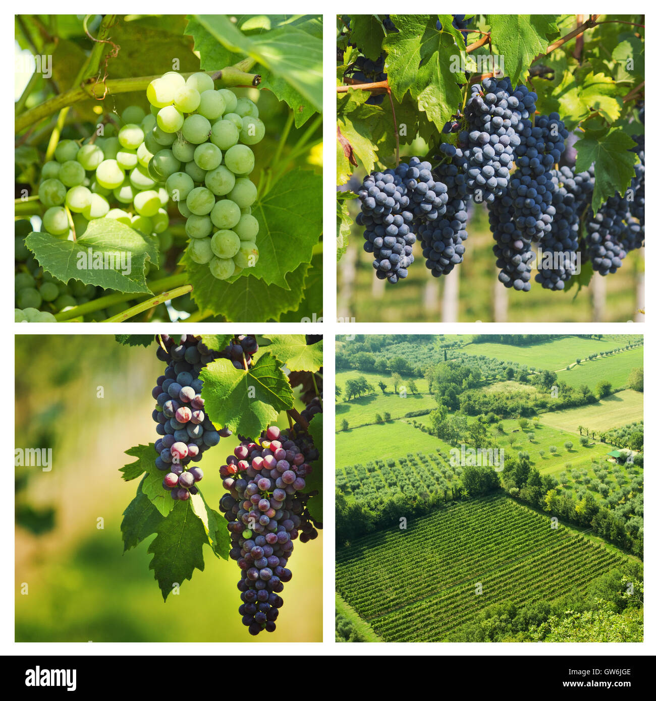 Green grape field vineyard Cut Out Stock Images & Pictures - Alamy