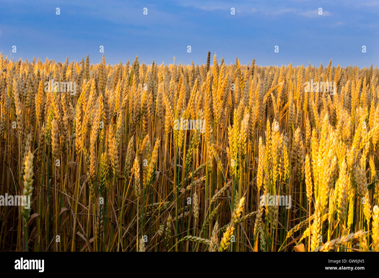 Wheat in sunrise Stock Photo - Alamy