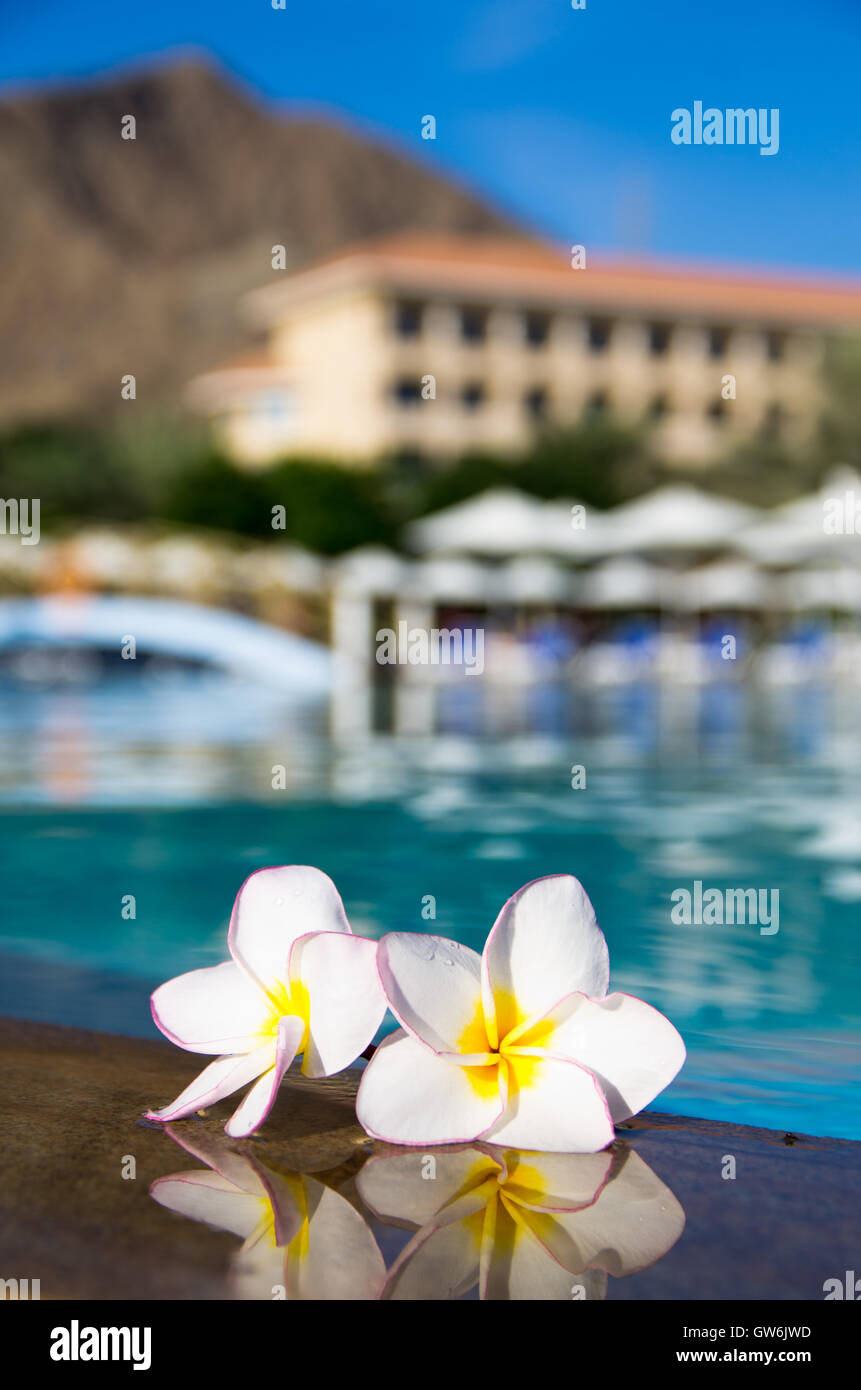flower on swimming pool Stock Photo - Alamy