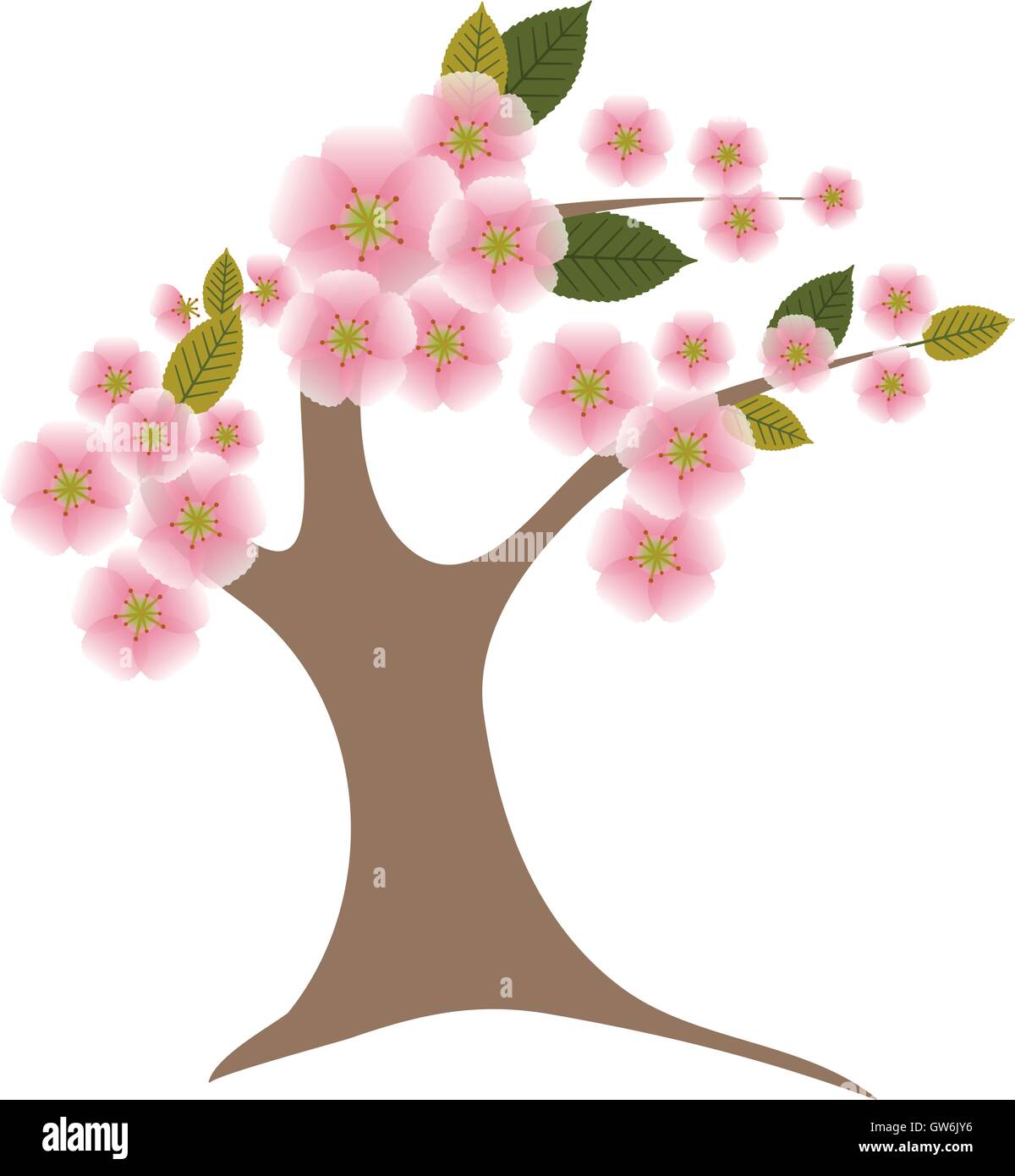 Cherry blossom bloom in Stock Vector Images - Alamy