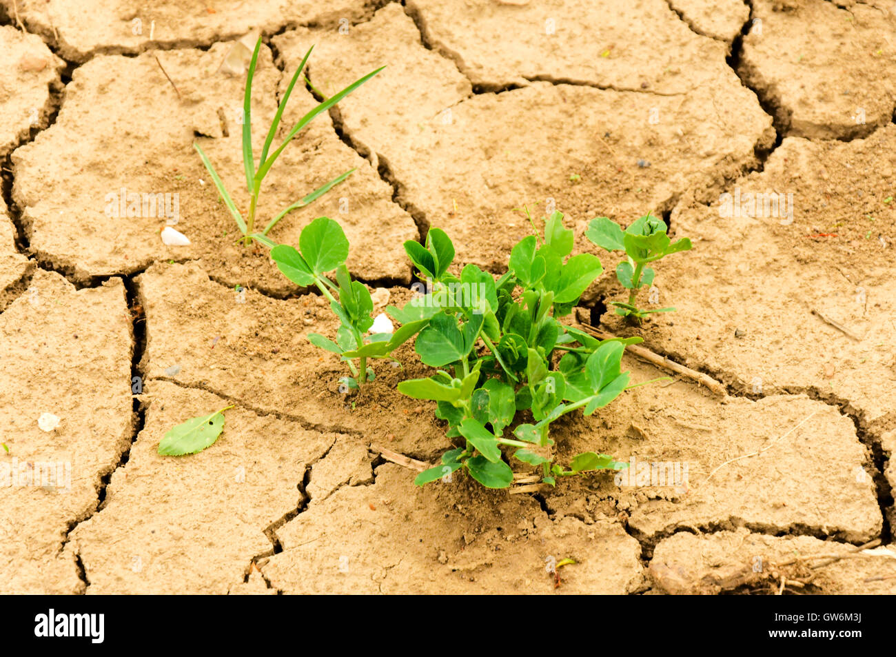 Drought land Stock Photo - Alamy