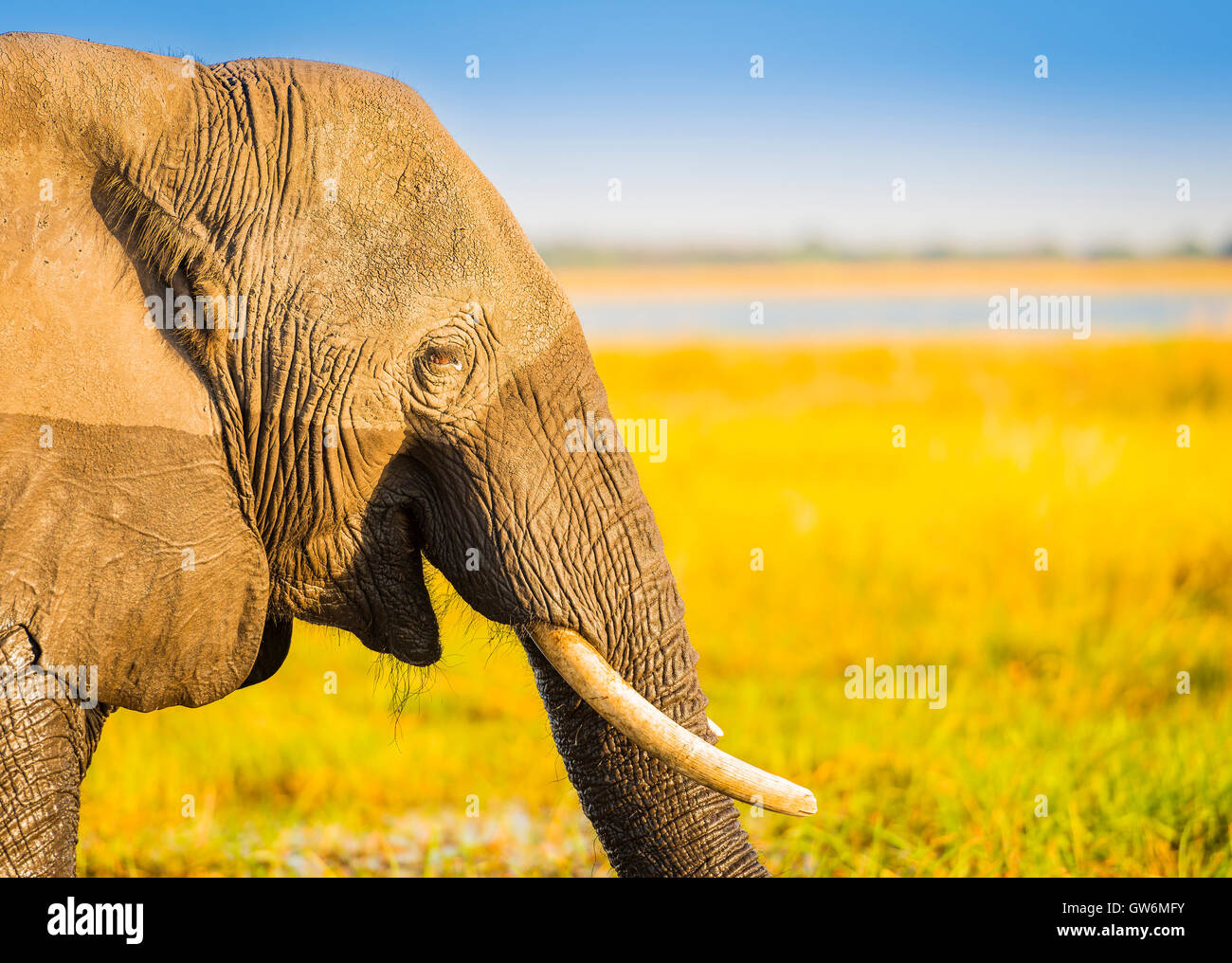 Smiling happy elephant in Africa with blurred background for copy space ...
