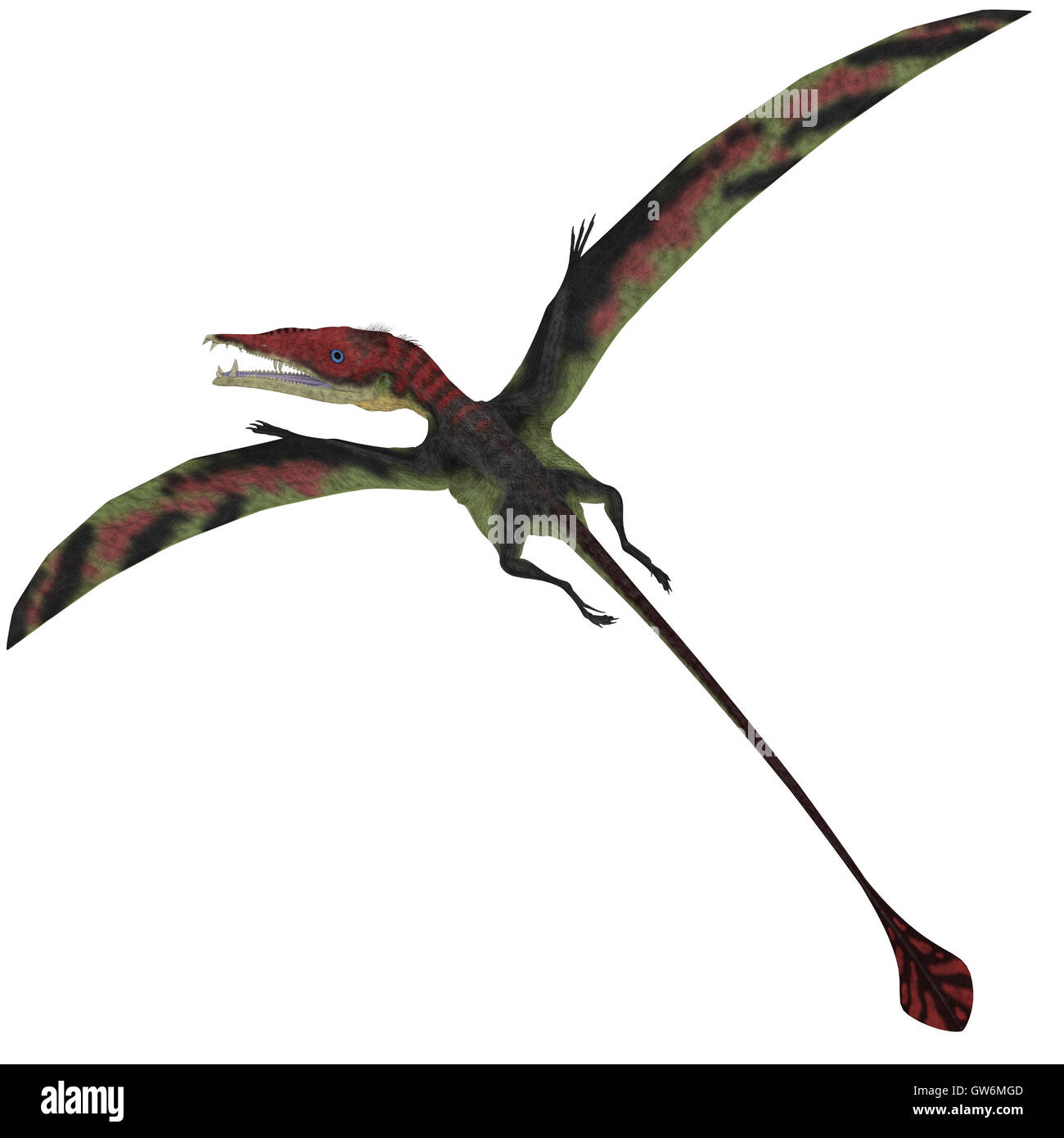 Eudimorphodon hi-res stock photography and images - Alamy