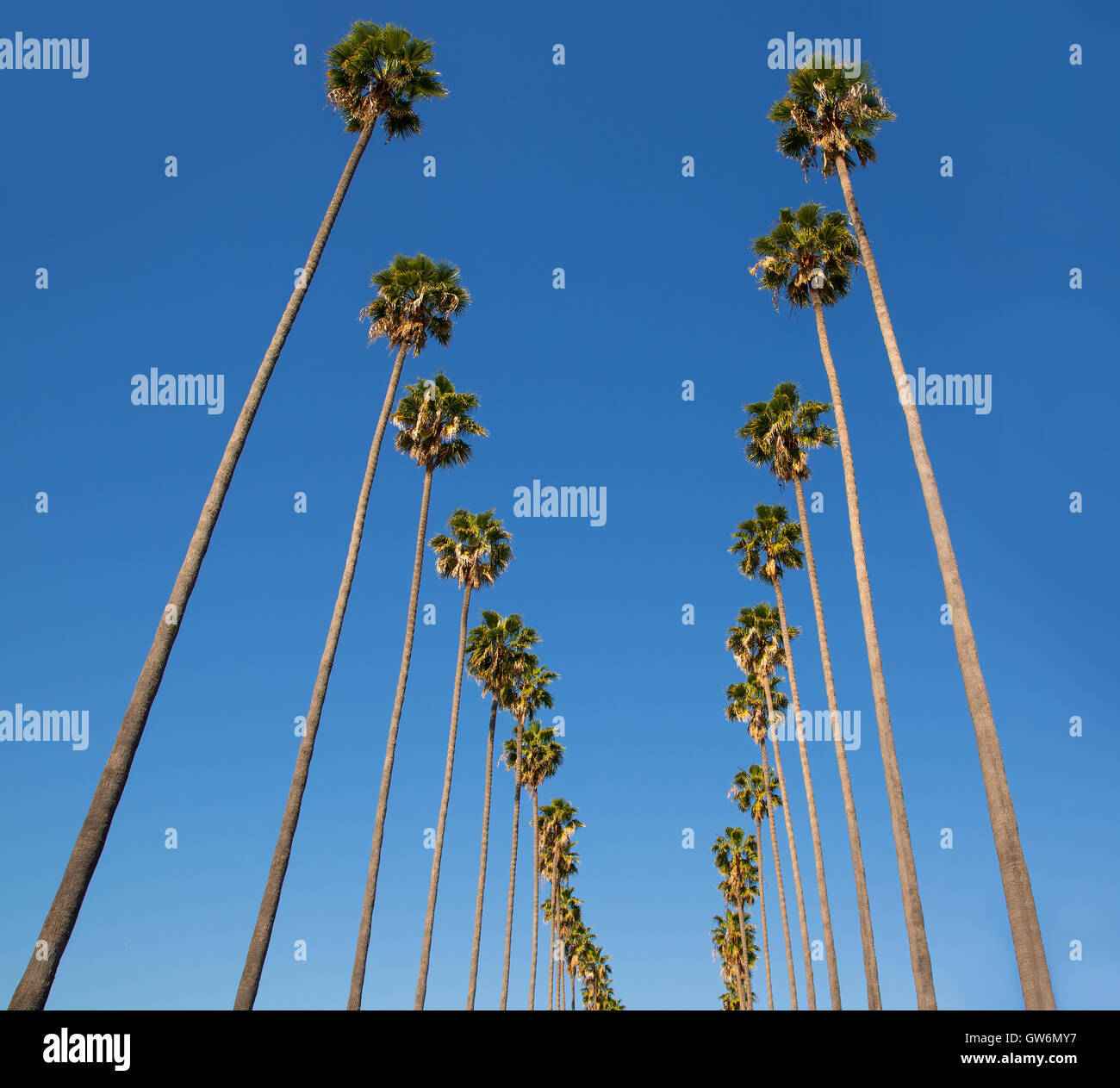 LA Los Angeles palm trees in a row typical California Stock Photo - Alamy
