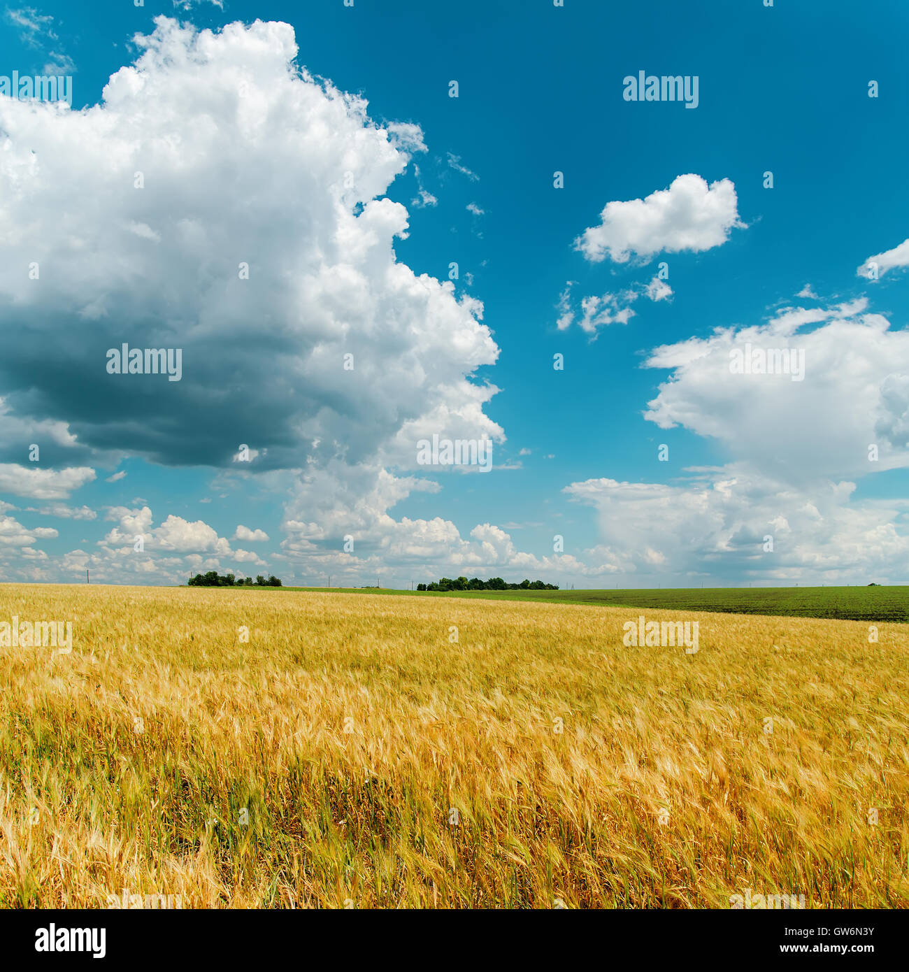 cloudy blue sky and golden field Stock Photo - Alamy