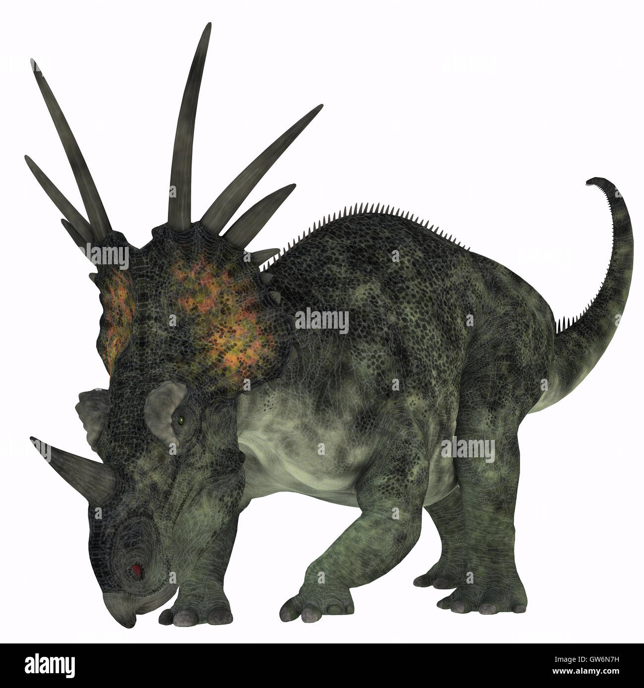Styracosaurus on White Stock Photo - Alamy