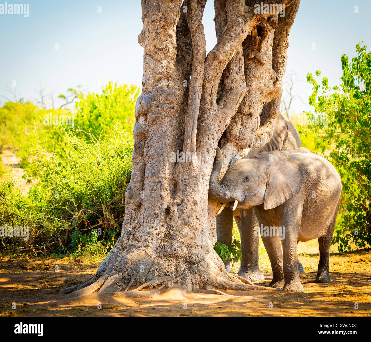 Elephant trunk tree hi-res stock photography and images - Alamy