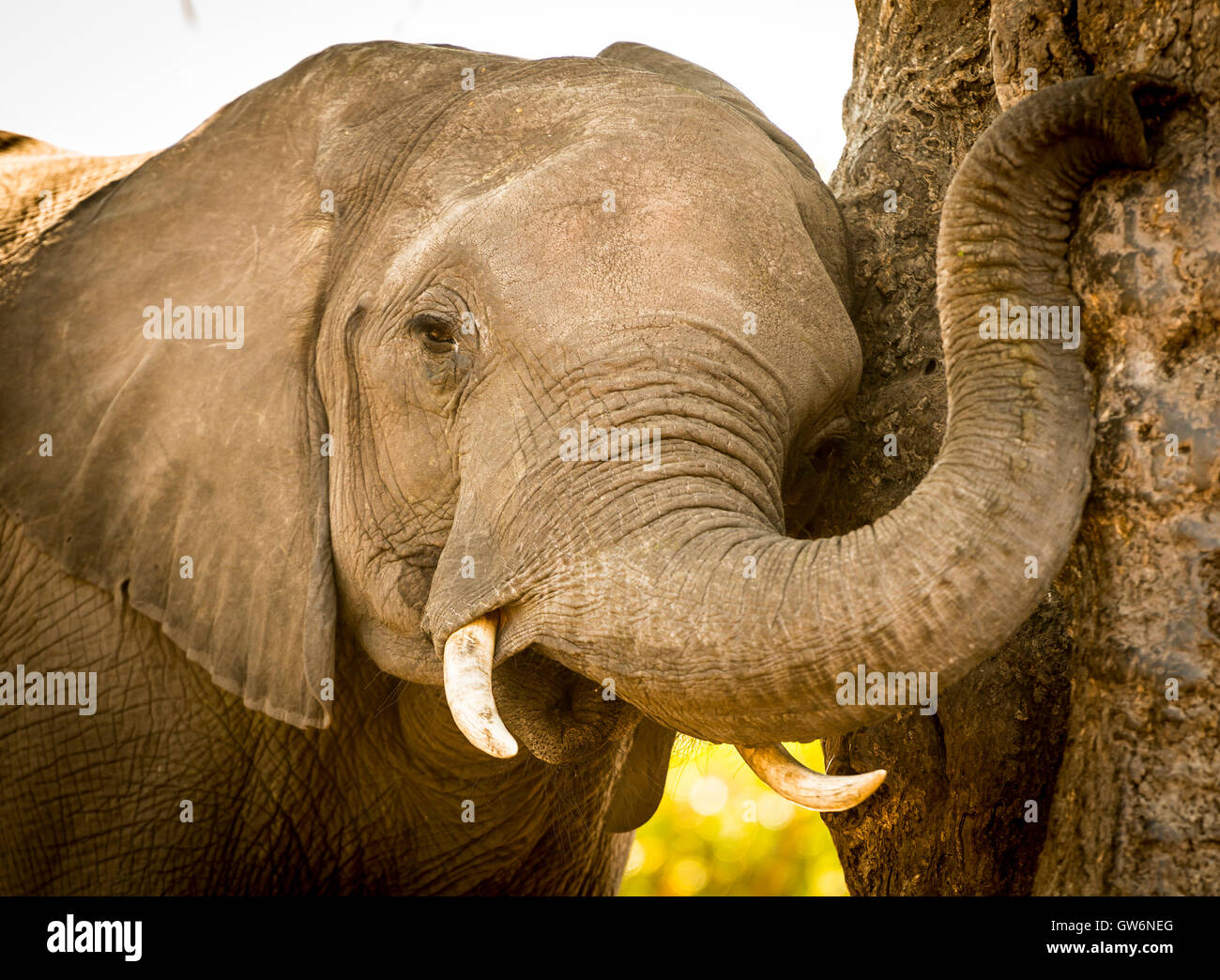 Elephant trunk tree hi-res stock photography and images - Alamy