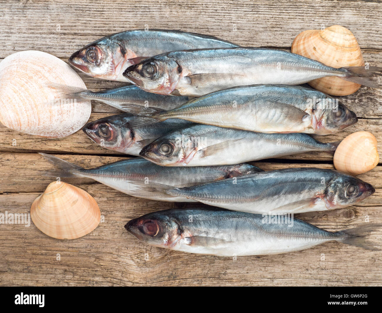 Carangidae hi-res stock photography and images - Alamy