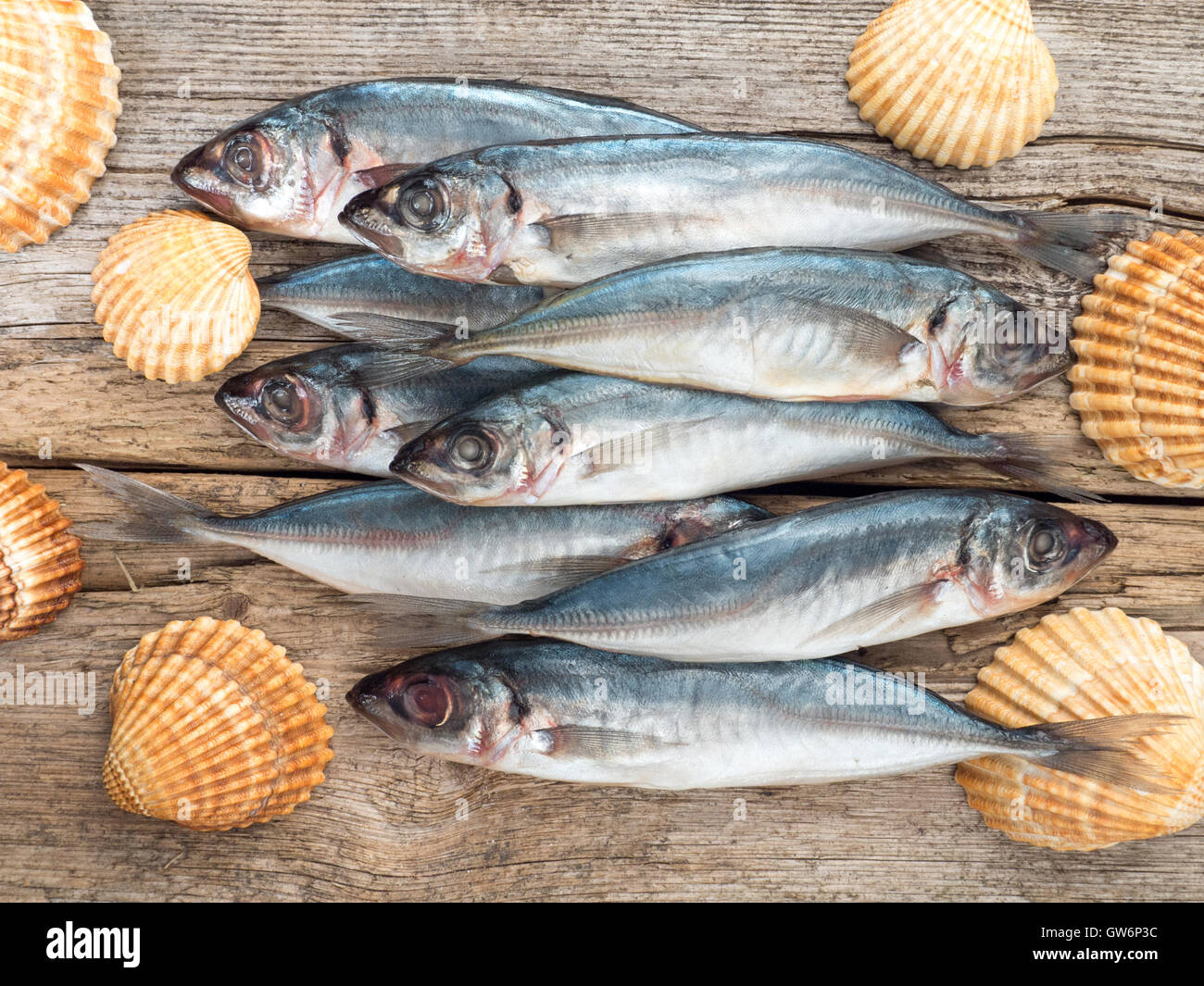 Carangidae hi-res stock photography and images - Alamy