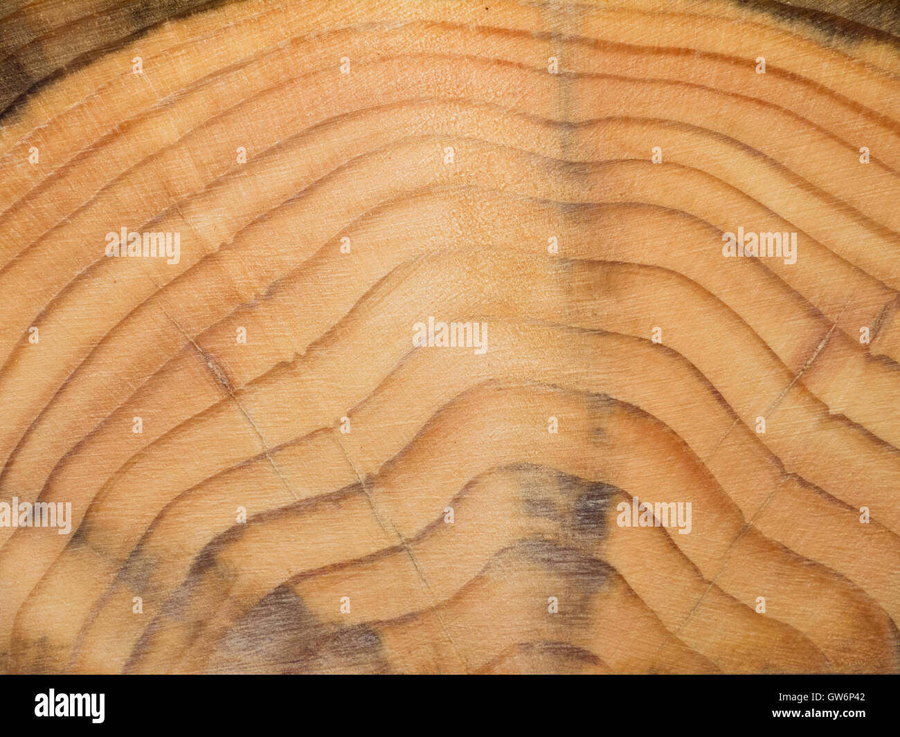 Pine wood log cross-section background Stock Photo - Alamy Pine wood log cross-section background Stock Photo - Alamy
