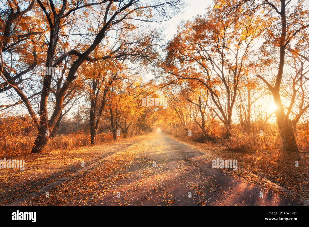 Tree wood forest blue sky autumn hi-res stock photography and images ...